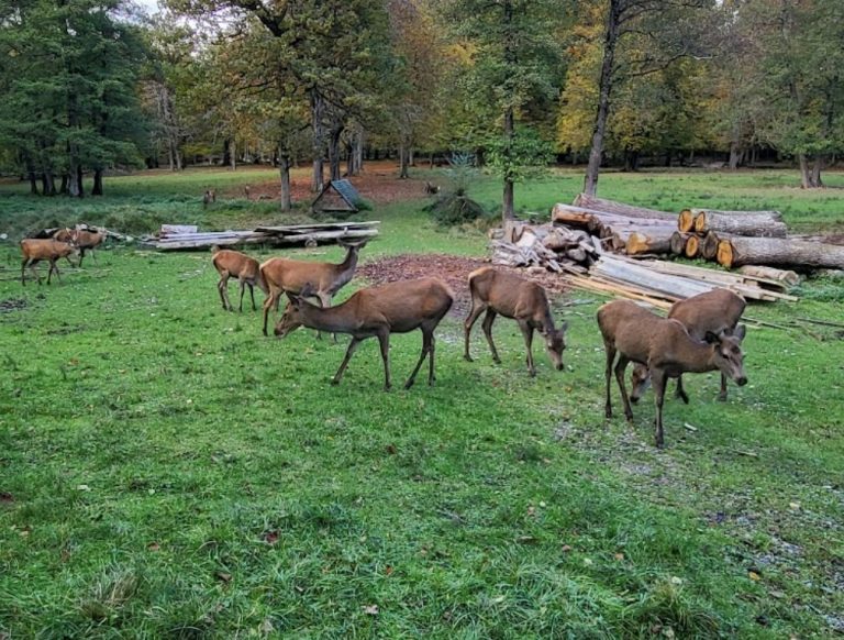 Entdecke die wunderschönen Seen in Stuttgart: Bärensee, Neuer See und ...