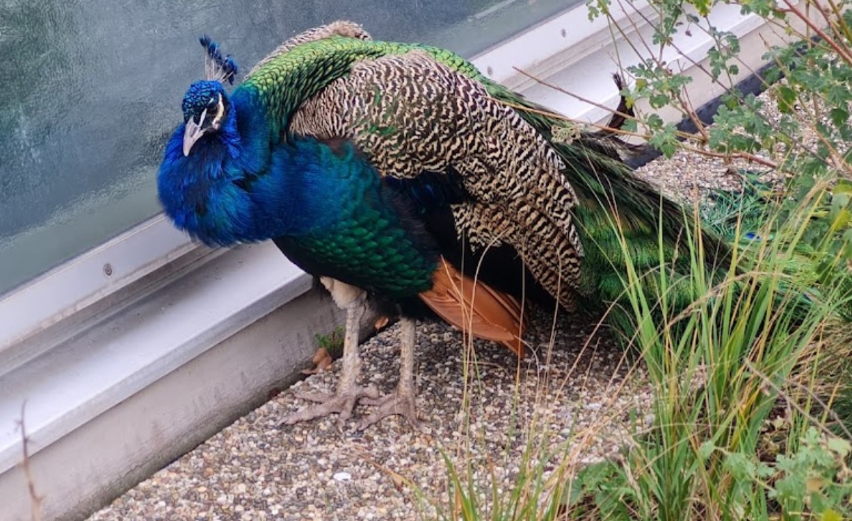 Ein Besuch in der Wilhelma: Der zoologisch-botanische Garten in ...